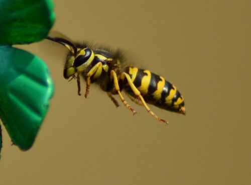 What's The Buzz About Yellow Jackets and Evergreen Trees? | Purdue ...