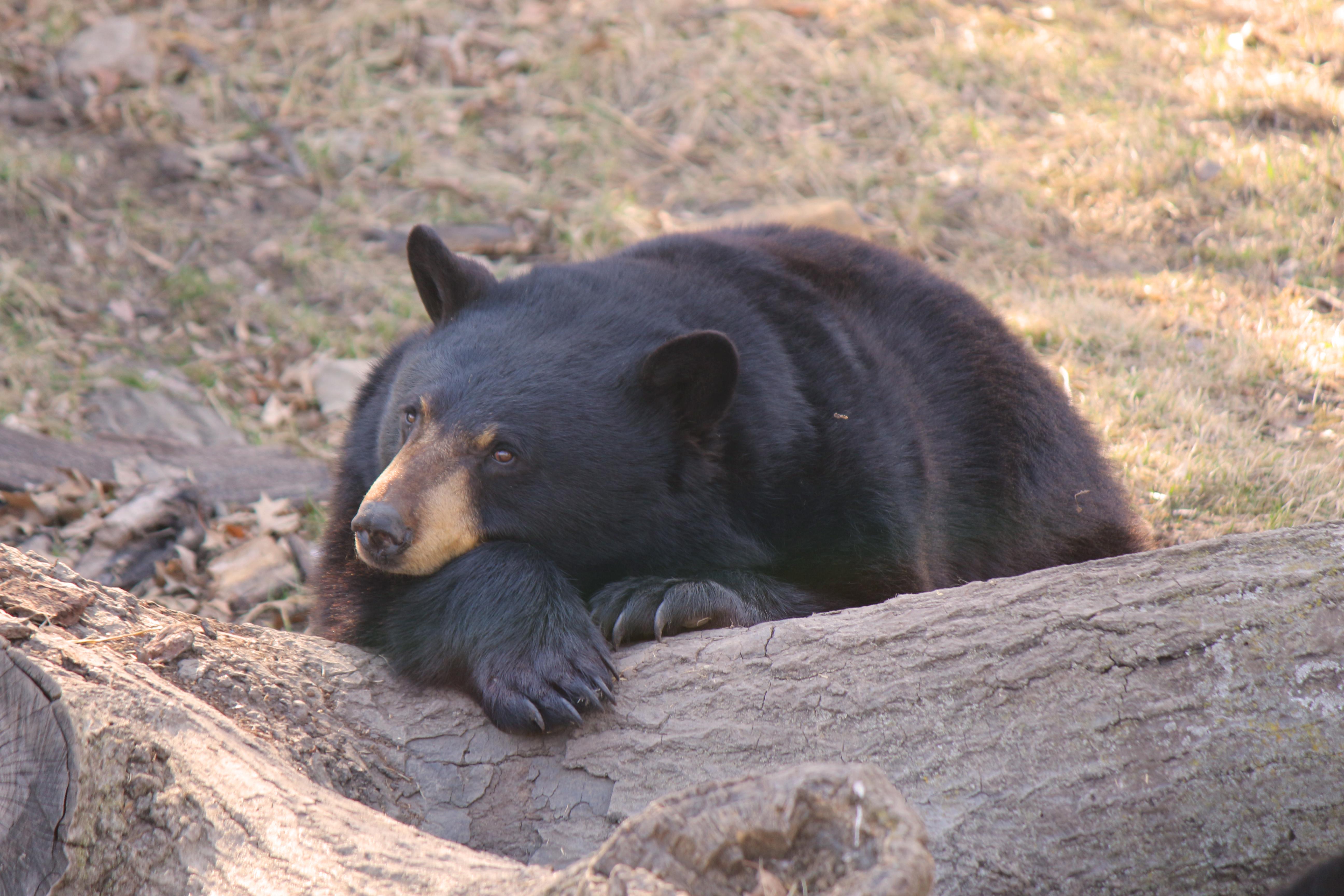 Black Bear Sleeping