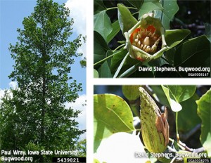 Tulip Poplar: Is Indiana's State Tree a Protector for the Rare American ...