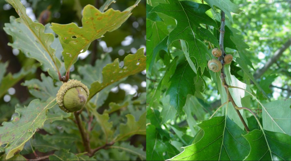 Scout Your Oak Trees to Identify the Best Mast Producers | Purdue ...
