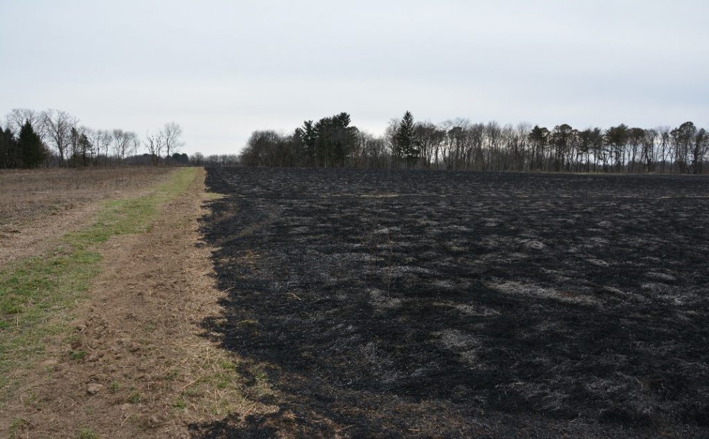 Prescribed fire: 6 things to consider before you ignite | Purdue ...