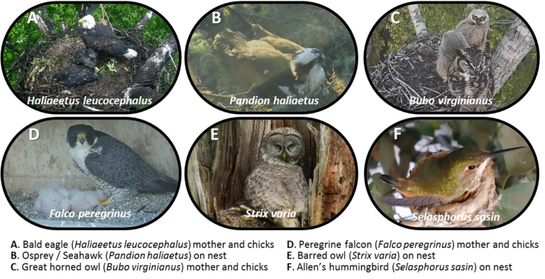 Animal Observation: Learning Without Disturbing | Purdue Extension ...