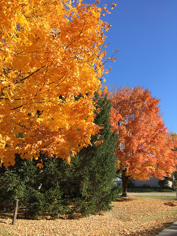 Top 20 Why Do Leaves Fall Off Trees During Fall Top 20 Why Do Leaves Fall Off Trees During Fall
