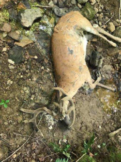 Be on the watch for Epizootic Hemorrhagic Disease (EHD) in deer