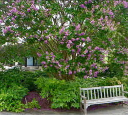 Updated – Tree Appraisal and the Value of Trees | Purdue Extension ...