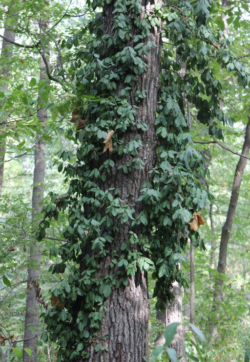 What are invasive species and why should I care? | Purdue Extension ...