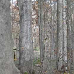 Join Us LIVE - Ask An Expert | Purdue Extension Forestry & Natural ...