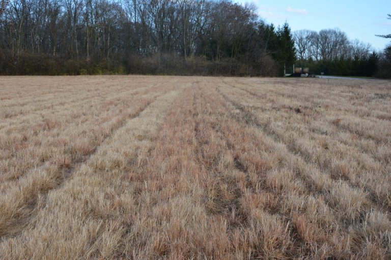 Tips for Evaluating a First Year Native Grass and Forb Planting ...