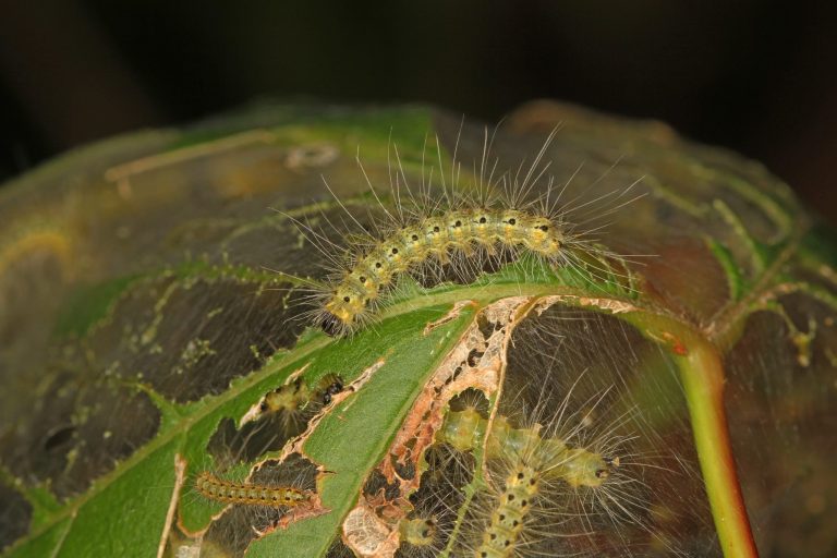 Fall webworms: Should you manage them | Purdue Extension Forestry ...