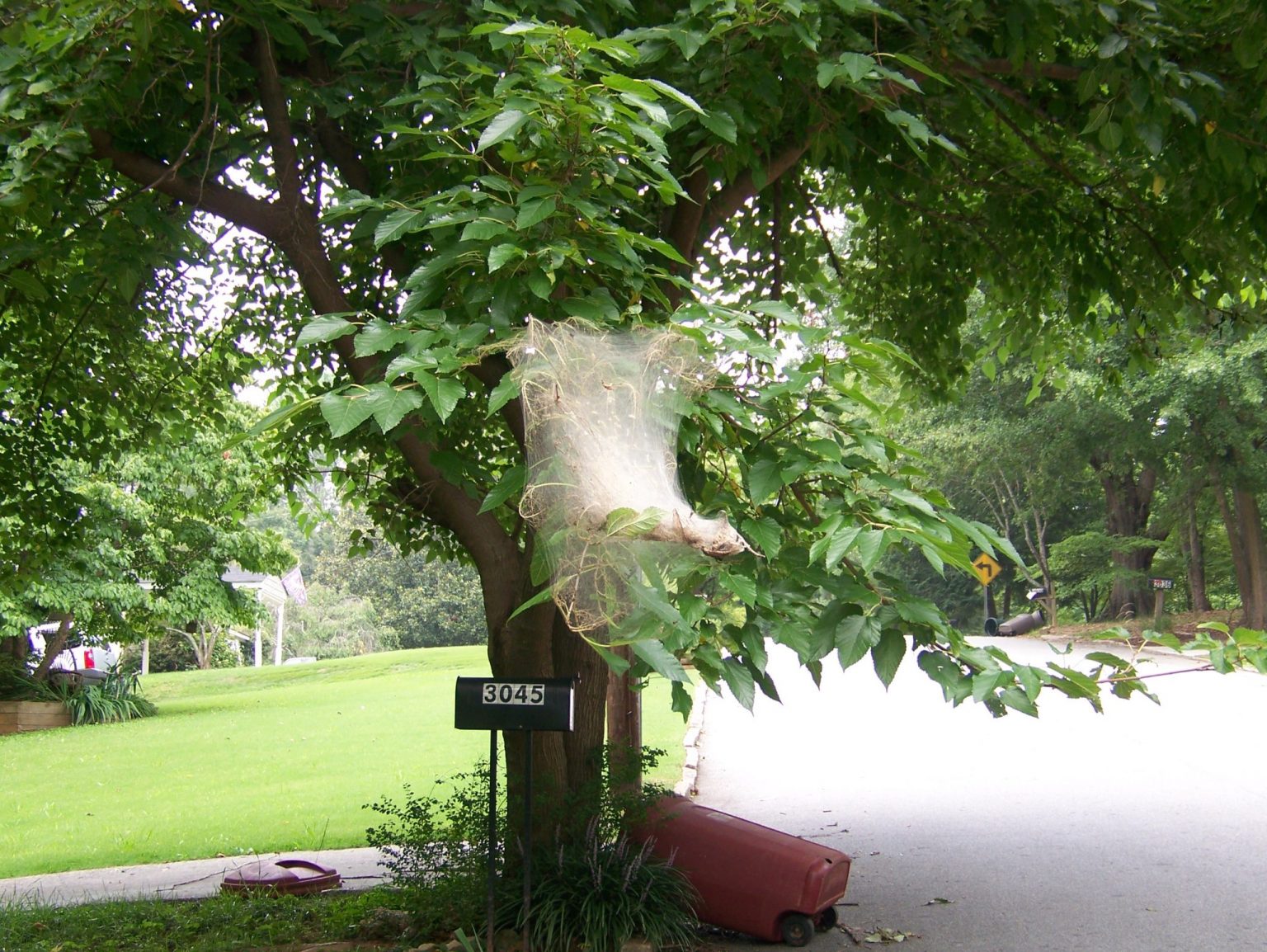 Fall webworms: Should you manage them | Purdue Extension Forestry ...