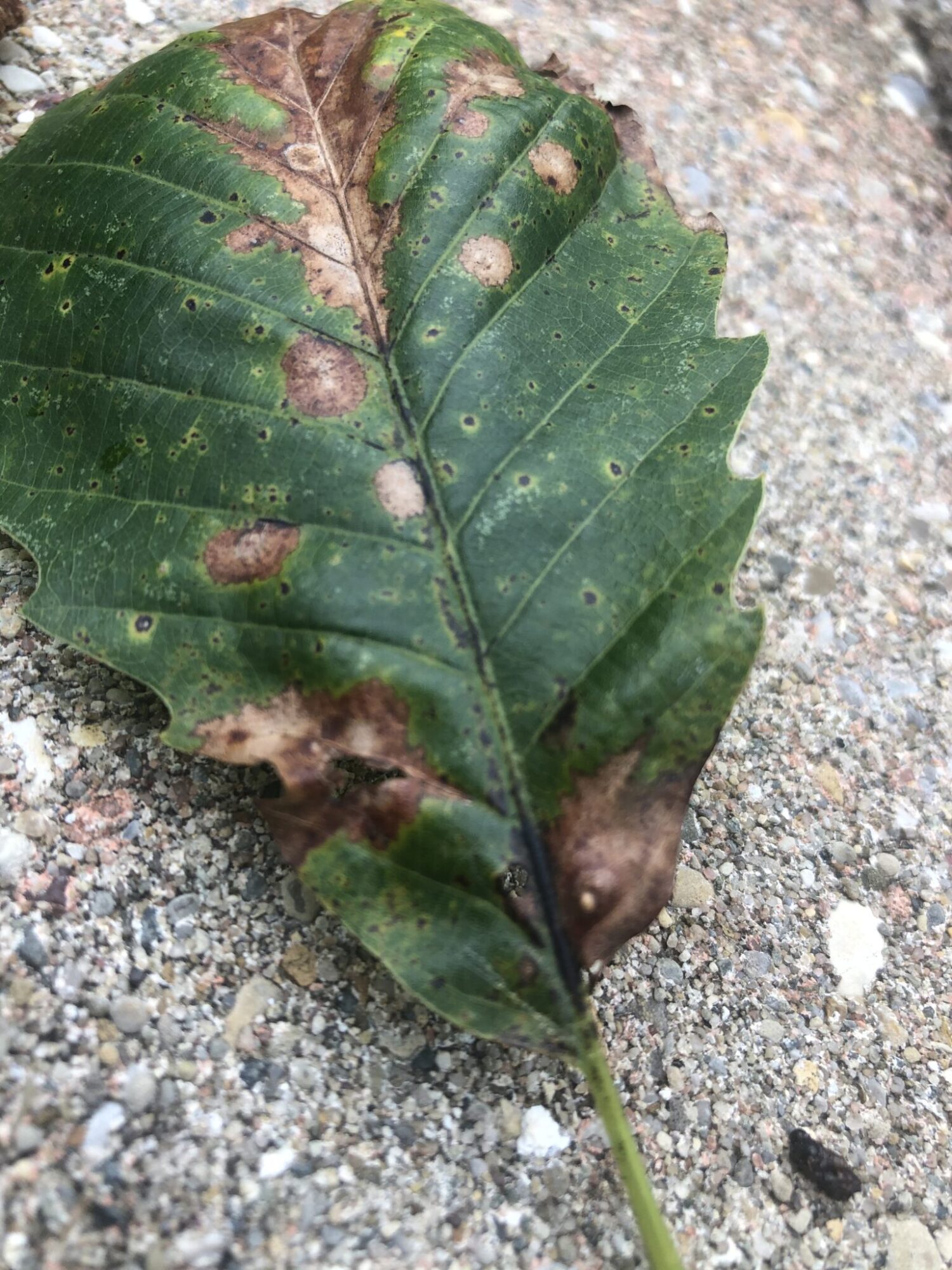 Tubakia and Bur Oak Blight | Purdue Extension Forestry & Natural Resources