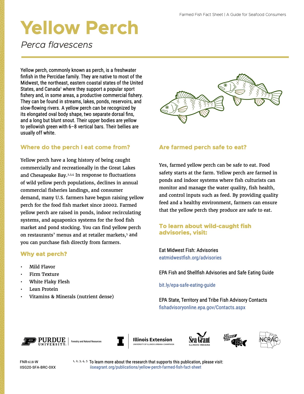 Yellow Perch Becoming Popular