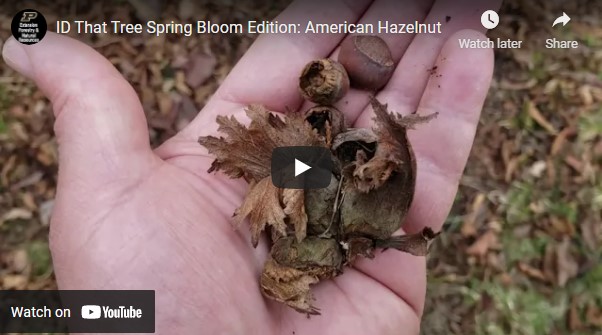 ID That Tree Spring Bloom Edition, Six New Videos