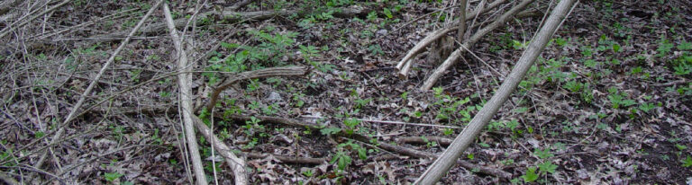 Purdue Extension-Forestry and Natural Resources Purdue Extension ...