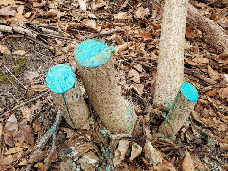 Question: What is the best treatment to control unwanted trees or brush ...