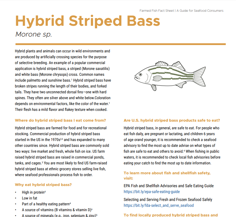 Publication- Hybrid Striped Bass Farmed Fish Fact Sheet