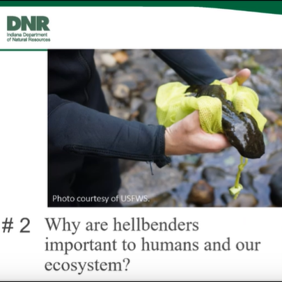 New Indiana DNR Webinar, Conservation of the Hellbender: Experts Unite