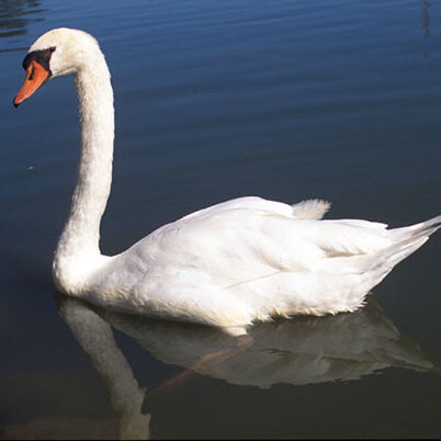 Are you seeing nests of our state endangered swan? – Wild Bulletin