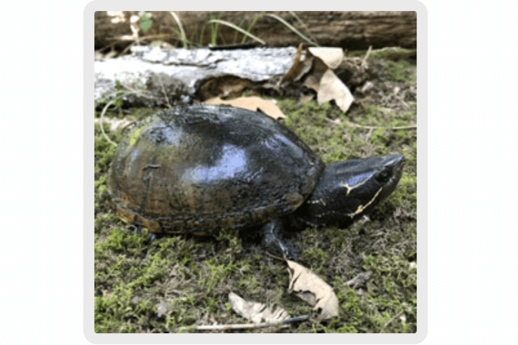 Turtle Traffic: Save Turtles From Roads – My DNR