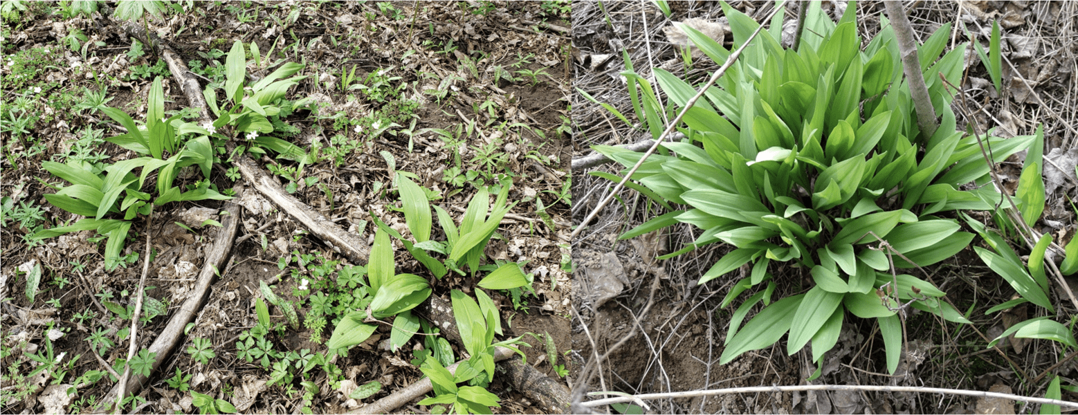 Indiana’s Surprise Onion Plants Emerge
