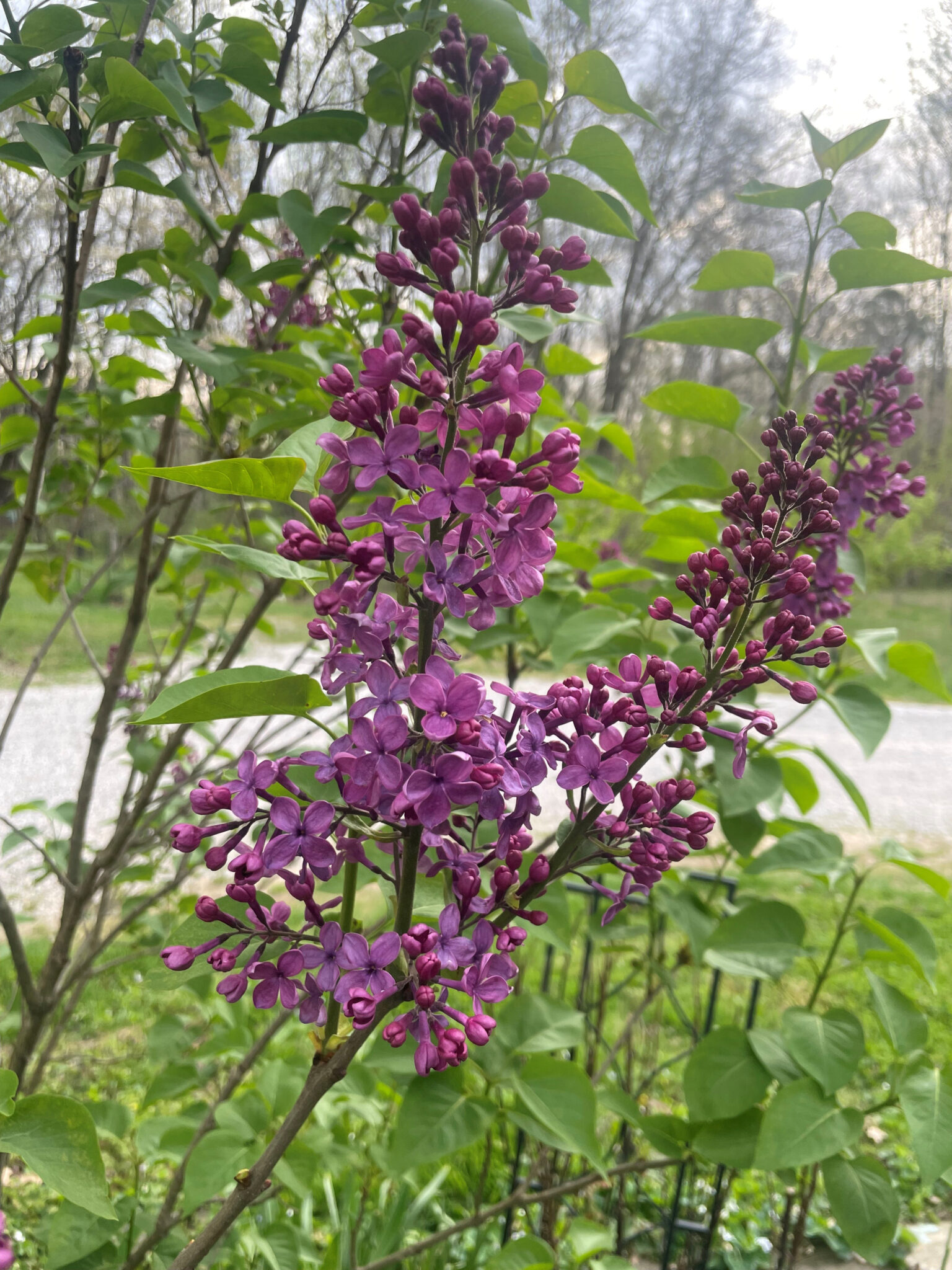 Top 10 Spring Flowering Shrubs, Purdue Landscape Report