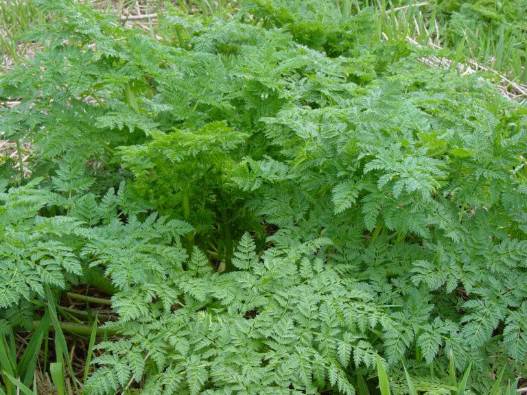 Control Management of Poison Hemlock