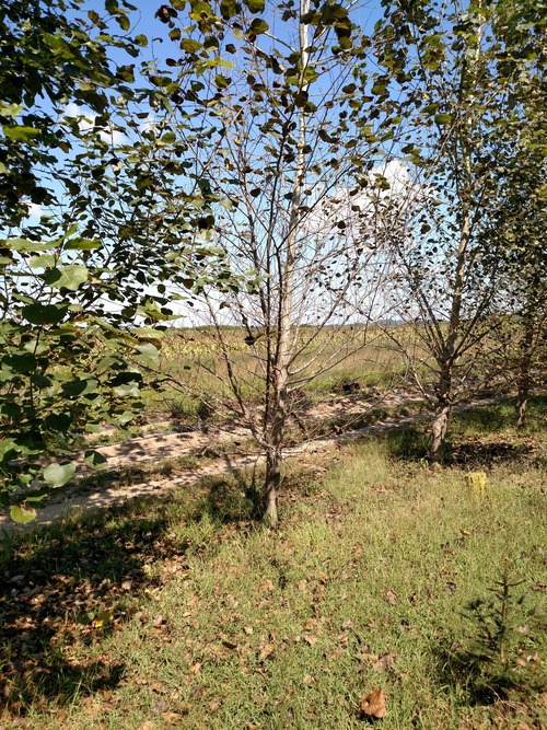Marssonina Leaf Spot and Blotch of Poplar, Purdue Landscape Report