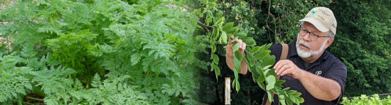 Purdue Extension - Forestry and Natural Resources