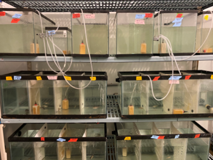 Acute Toxicity – Hoverman Aquatic Community Ecology Lab