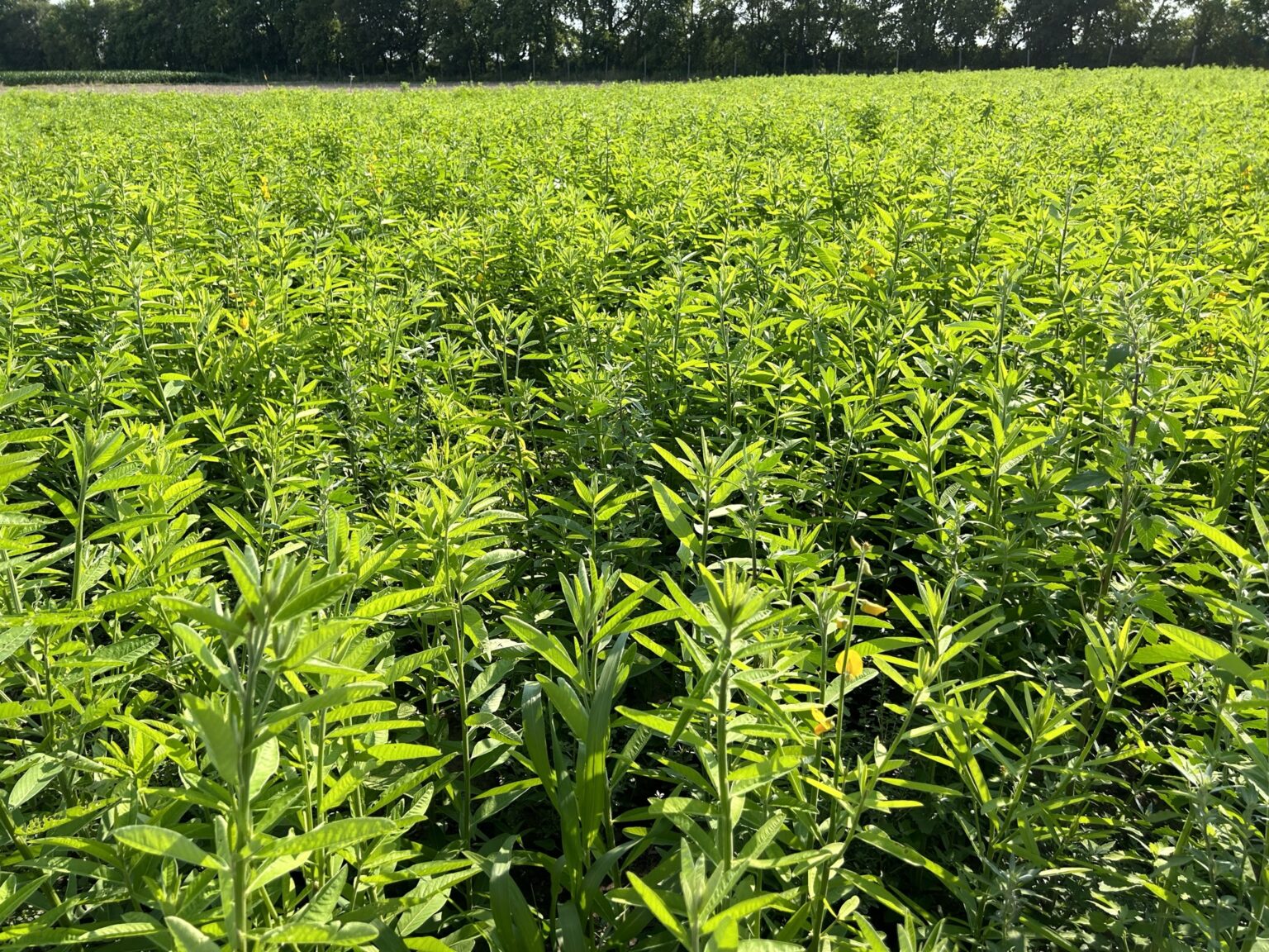 Cover Crops | Purdue University Bilenky Sustainable Horticulture Lab