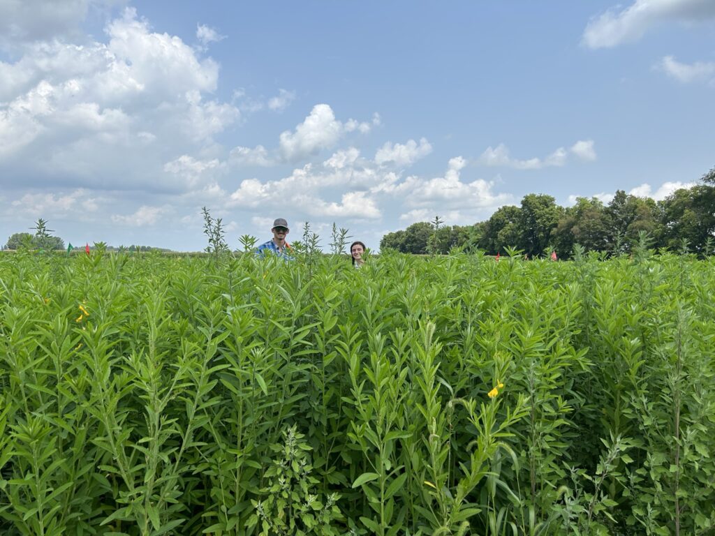 Cover Crops | Purdue University Bilenky Sustainable Horticulture Lab