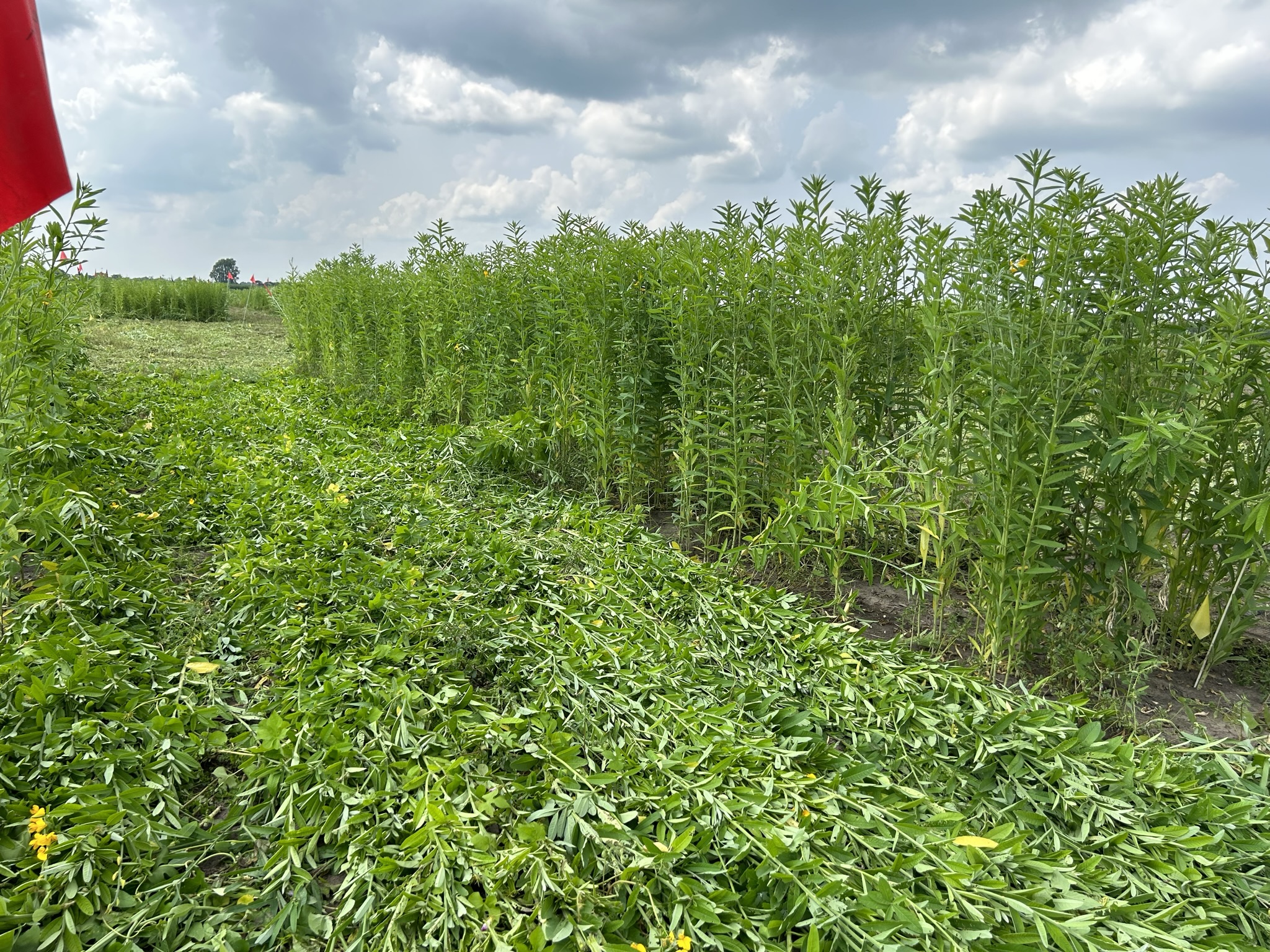 Cover Crops | Purdue University Bilenky Sustainable Horticulture Lab