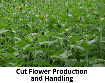 Cut Flower Production and Handling Guidesheets | Purdue University ...