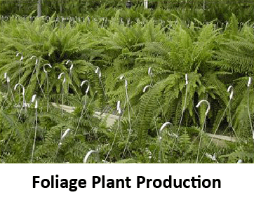 Foliage Plant Production Guidesheets | Purdue University Controlled ...