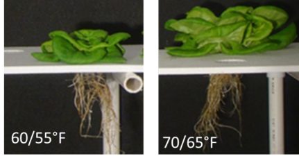 Growing hydroponic lettuce using heated nutrient solution under cooler ...