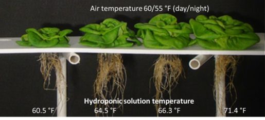 Growing hydroponic lettuce using heated nutrient solution under cooler ...
