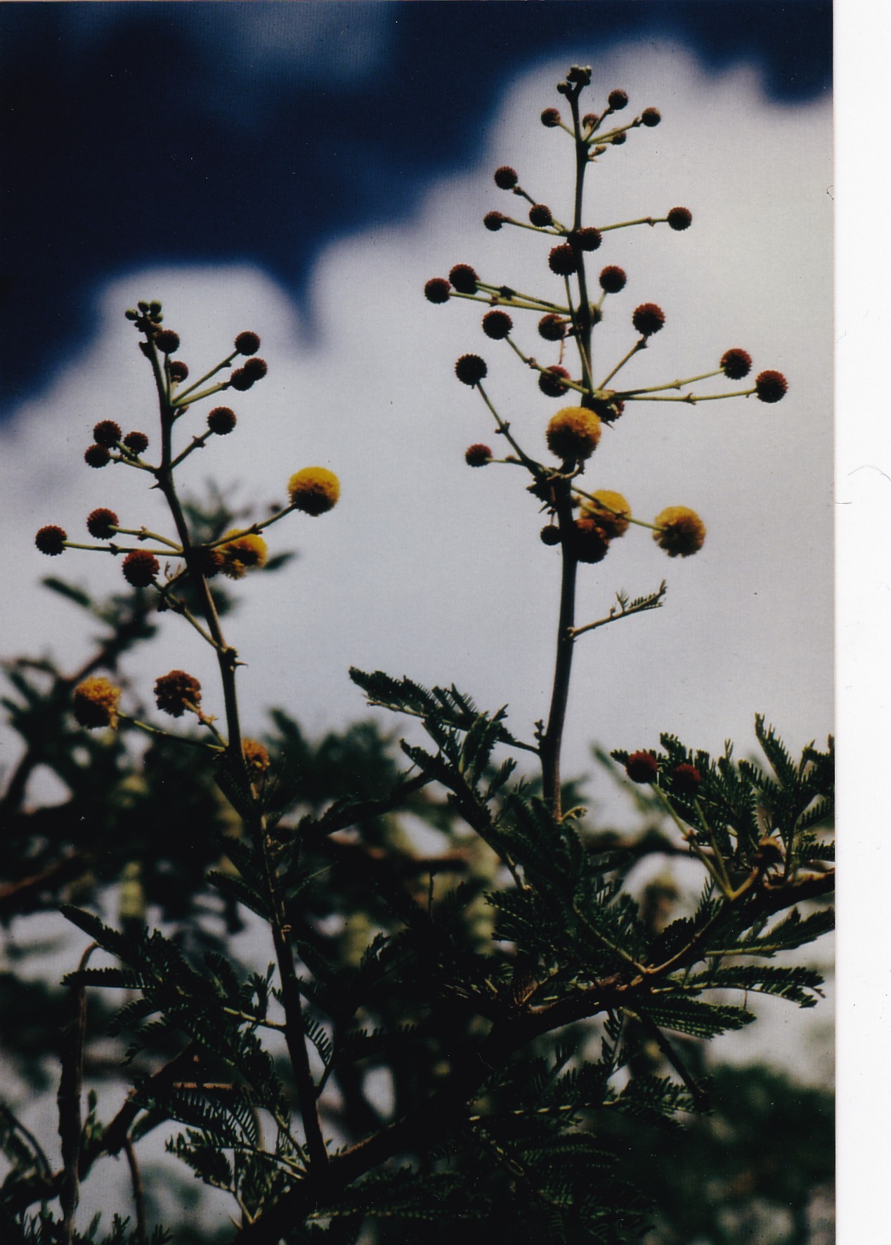 Acacia nilotica | Purdue University Famine Foods