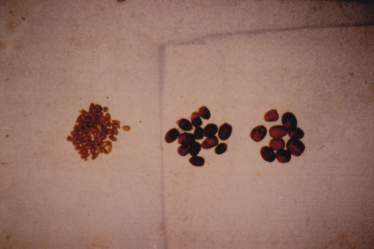 Balanites aegyptiaca | Purdue University Famine Foods