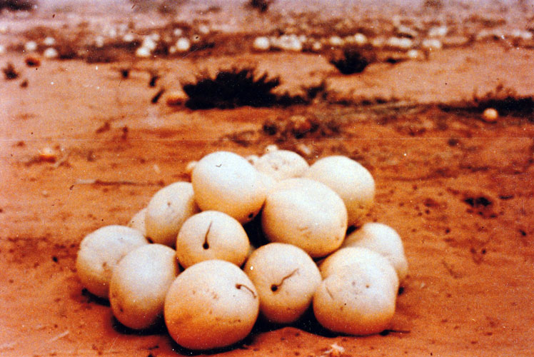 Citrullus lanatus | Purdue University Famine Foods