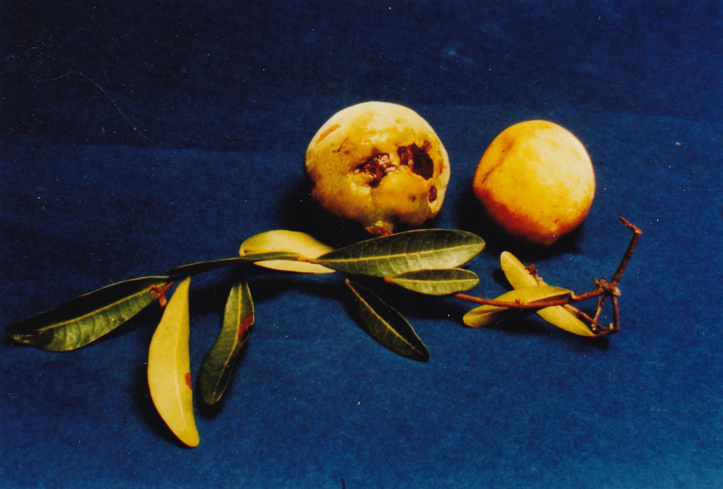 Landolphia petersiana | Purdue University Famine Foods