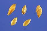 Panicum antidotale | Purdue University Famine Foods