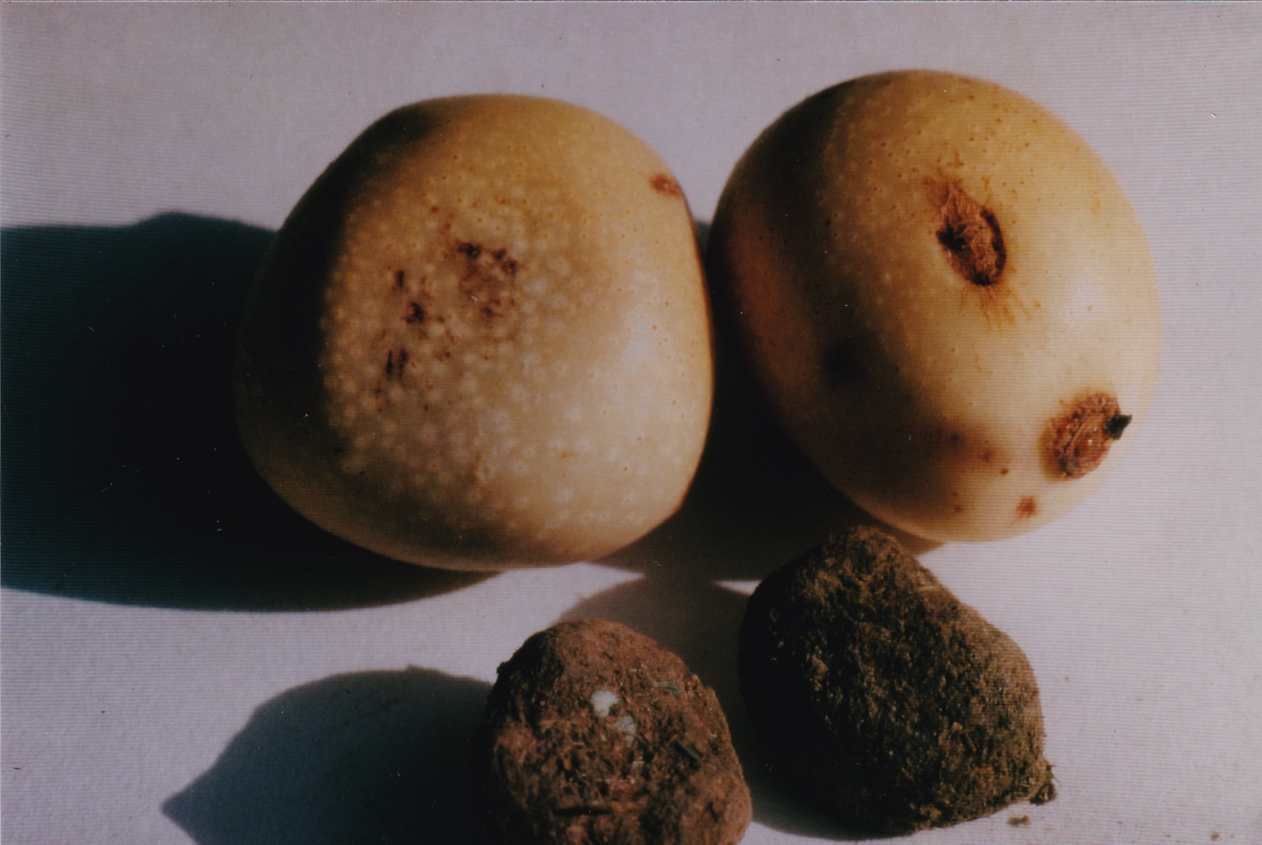 Piliostigma thonningii | Purdue University Famine Foods