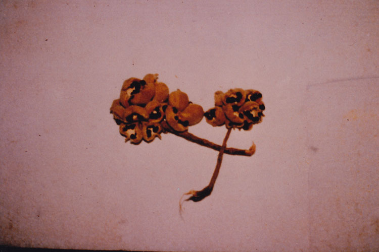 Sterculia setigera | Purdue University Famine Foods