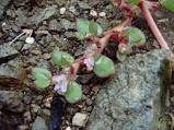 Trianthema monogyna | Purdue University Famine Foods