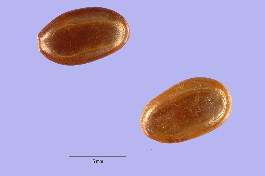 Acacia albida | Purdue University Famine Foods