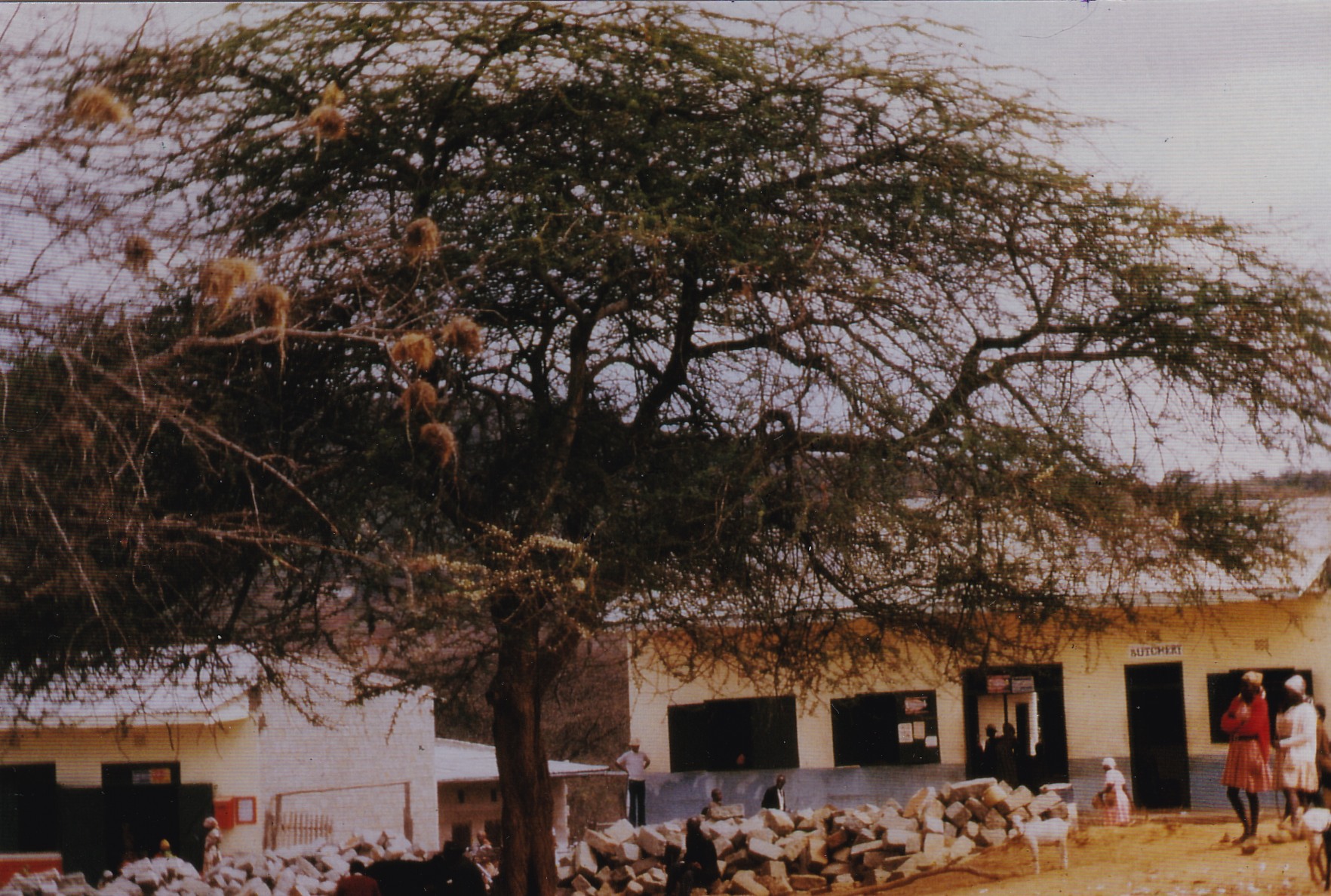 Acacia tortilis var. ssp. spirocarpa | Purdue University Famine Foods