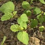 Boerhavia diffusa | Purdue University Famine Foods