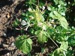 Cleome gynandra | Purdue University Famine Foods