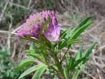 Cleome serrulata | Purdue University Famine Foods