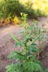 Cleome viscosa | Purdue University Famine Foods